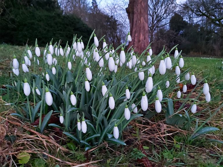 The Galanthus plicatus ‘Colossus’ – Colesbourne Park